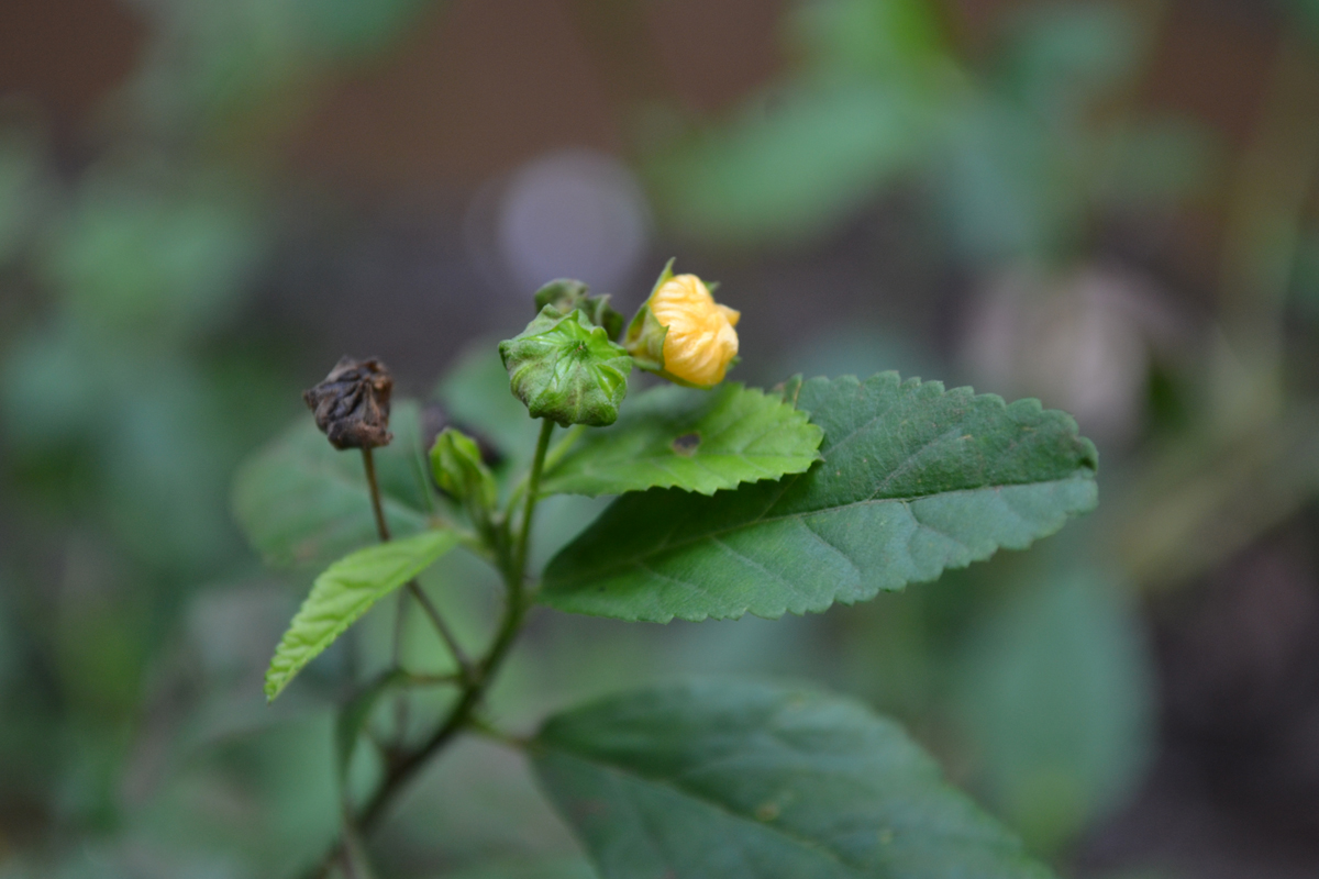Sida rhombifolia | Earth Medicine Institute